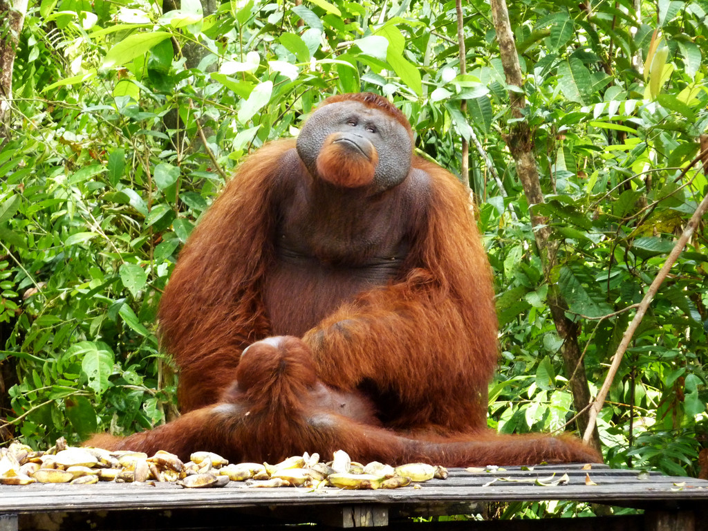 Alla ricerca degli orango nel Borneo indonesiano