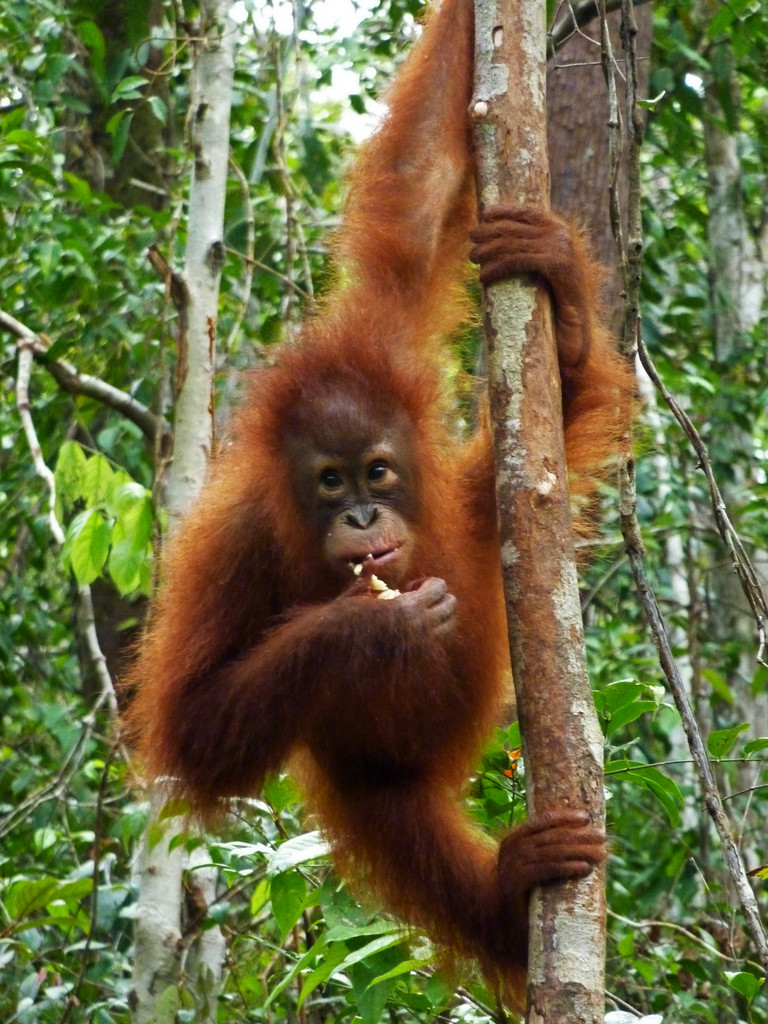 Alla ricerca degli orango nel Borneo indonesiano